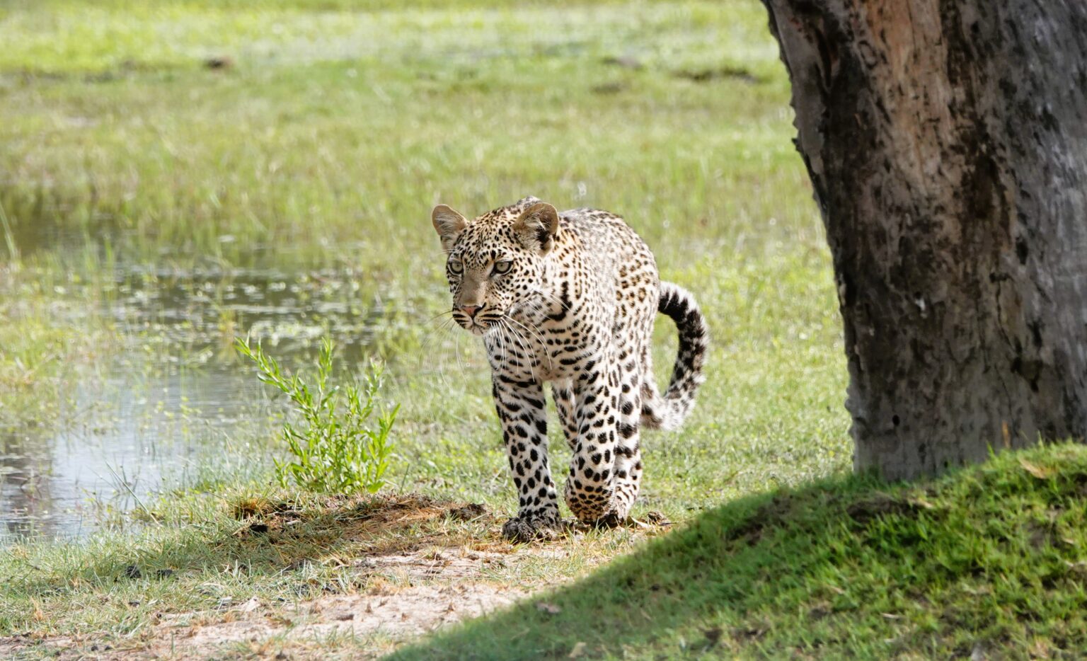 The Ultimate Adventure – Choosing your African Safari – Travel Julia's Way